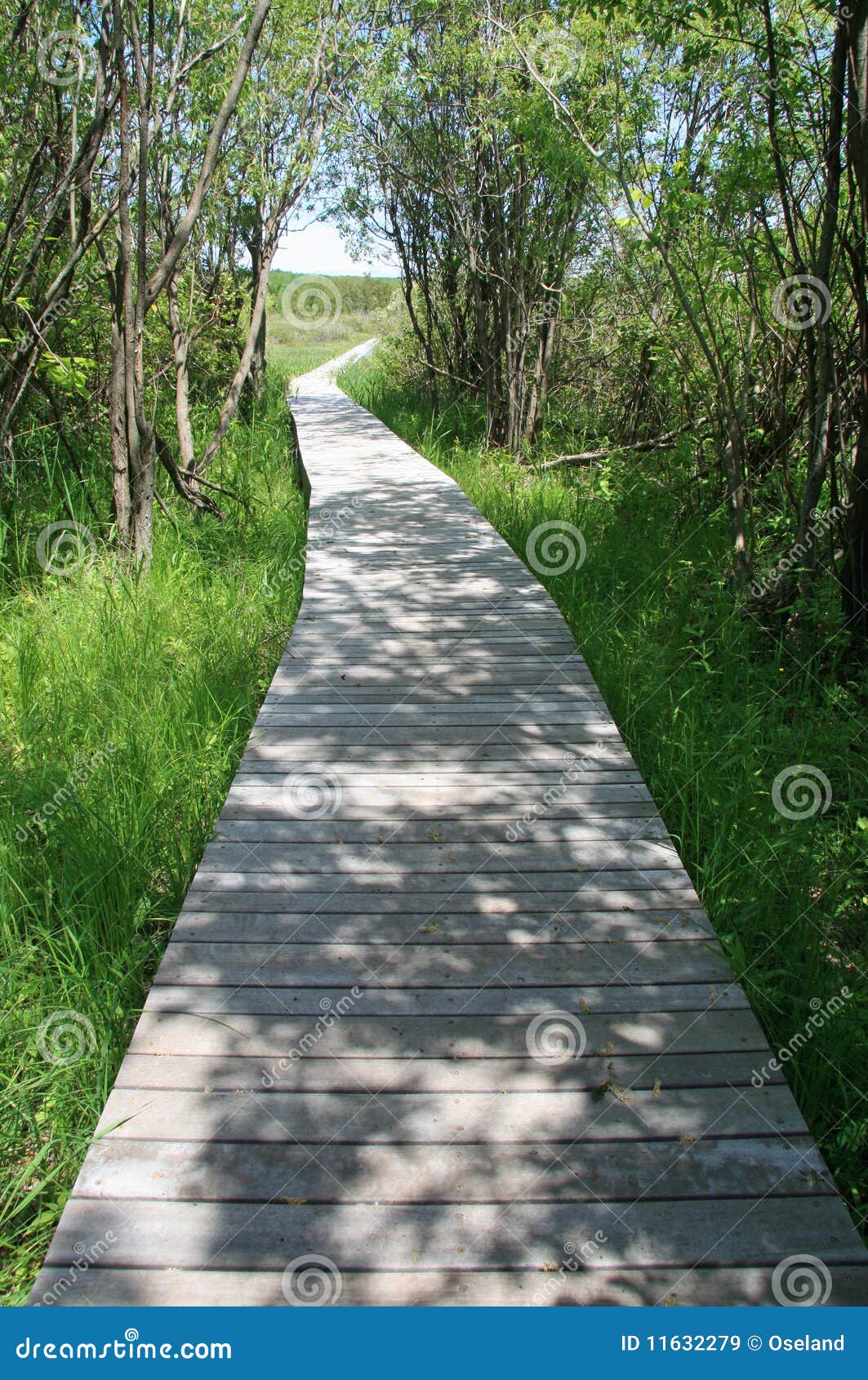 Grass and Tree Lined Boardwalk Stock Image - Image of walk, outdoors ...