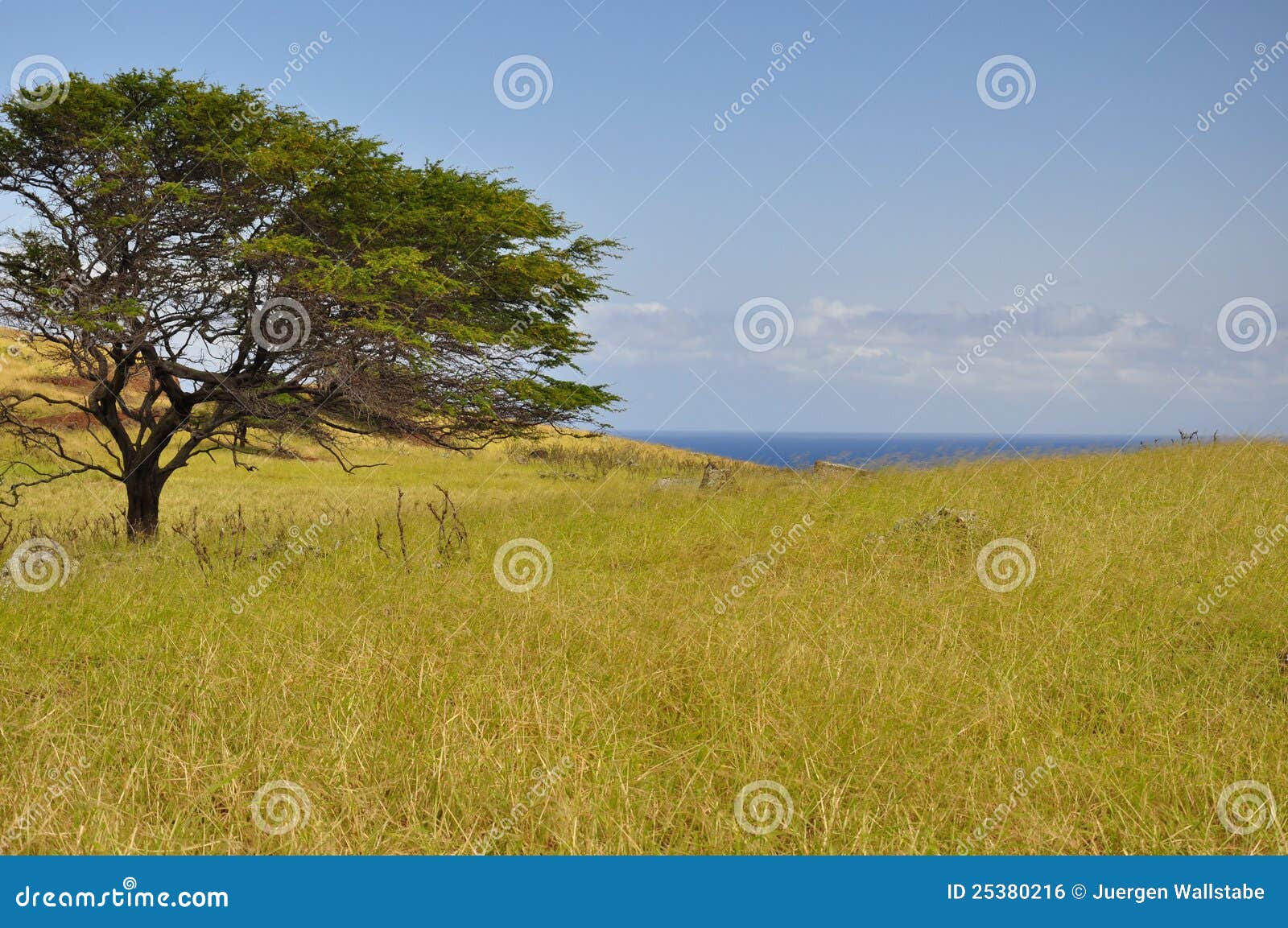 Grass and a Tree on Maui, Hawaii Stock Photo - Image of maui, south ...