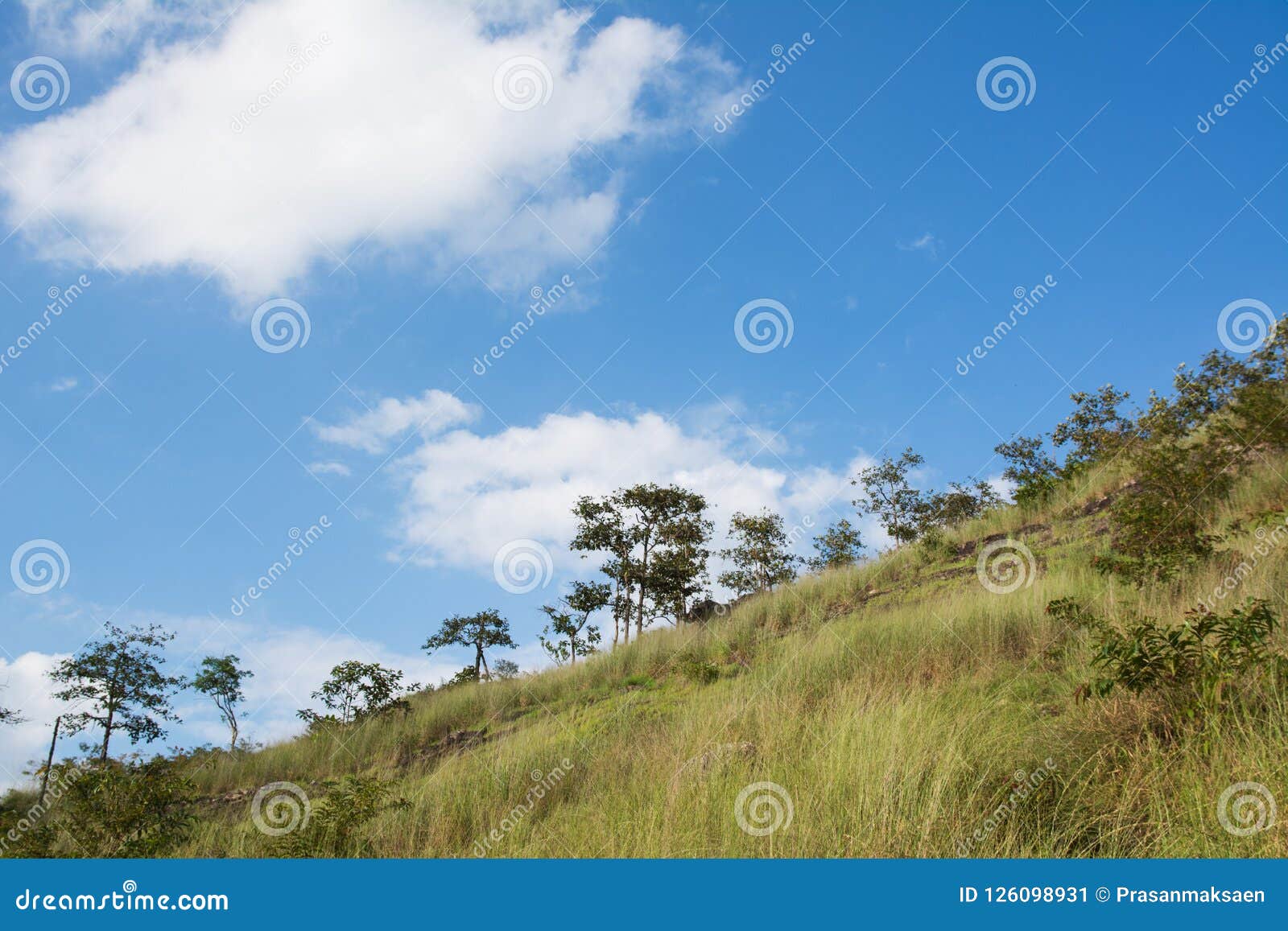 Grass tree on the mountain stock image. Image of landmark - 126098931
