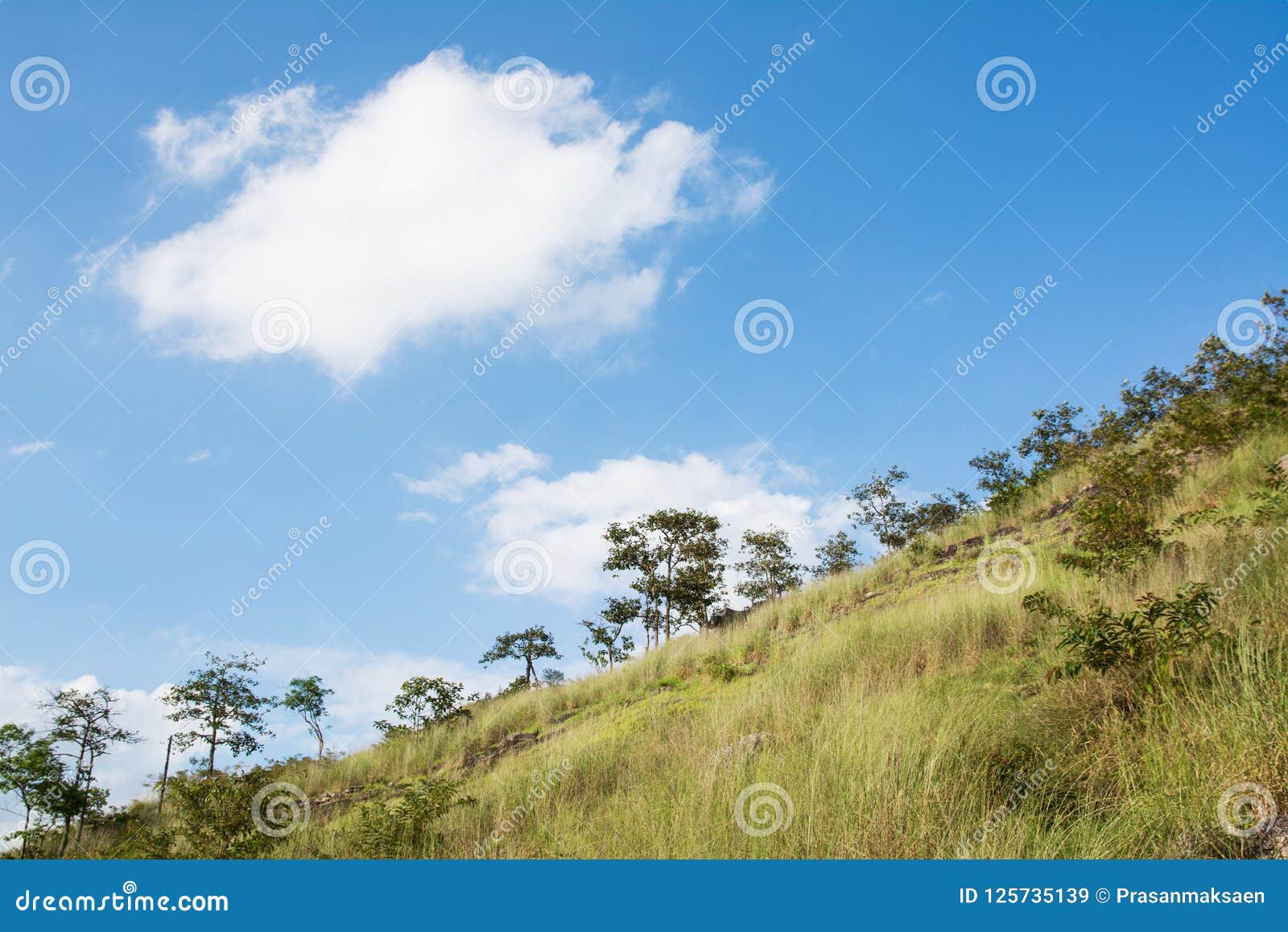 Grass tree on the mountain stock image. Image of trail - 125735139