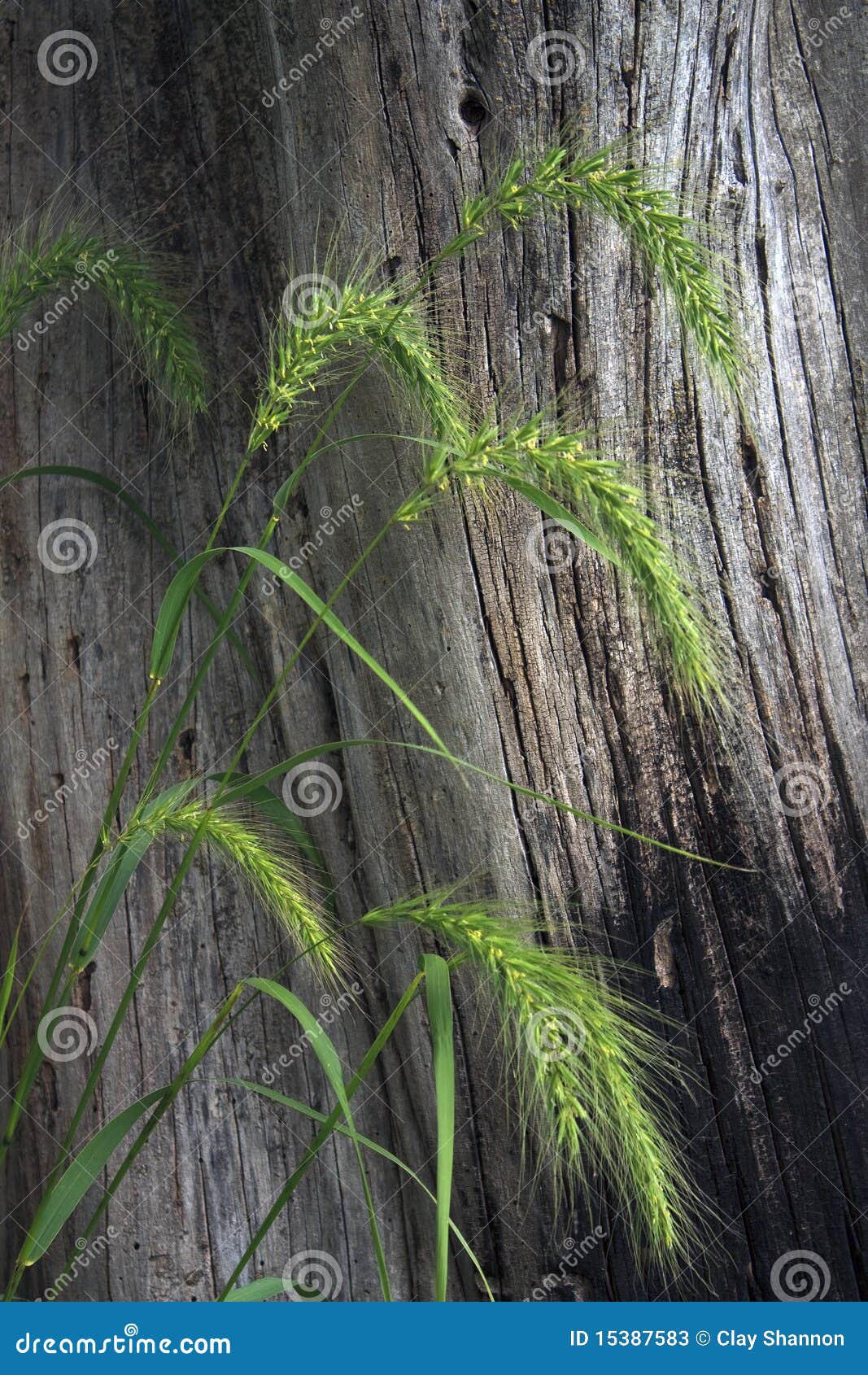 Grass and Tree still life stock image. Image of county - 15387583