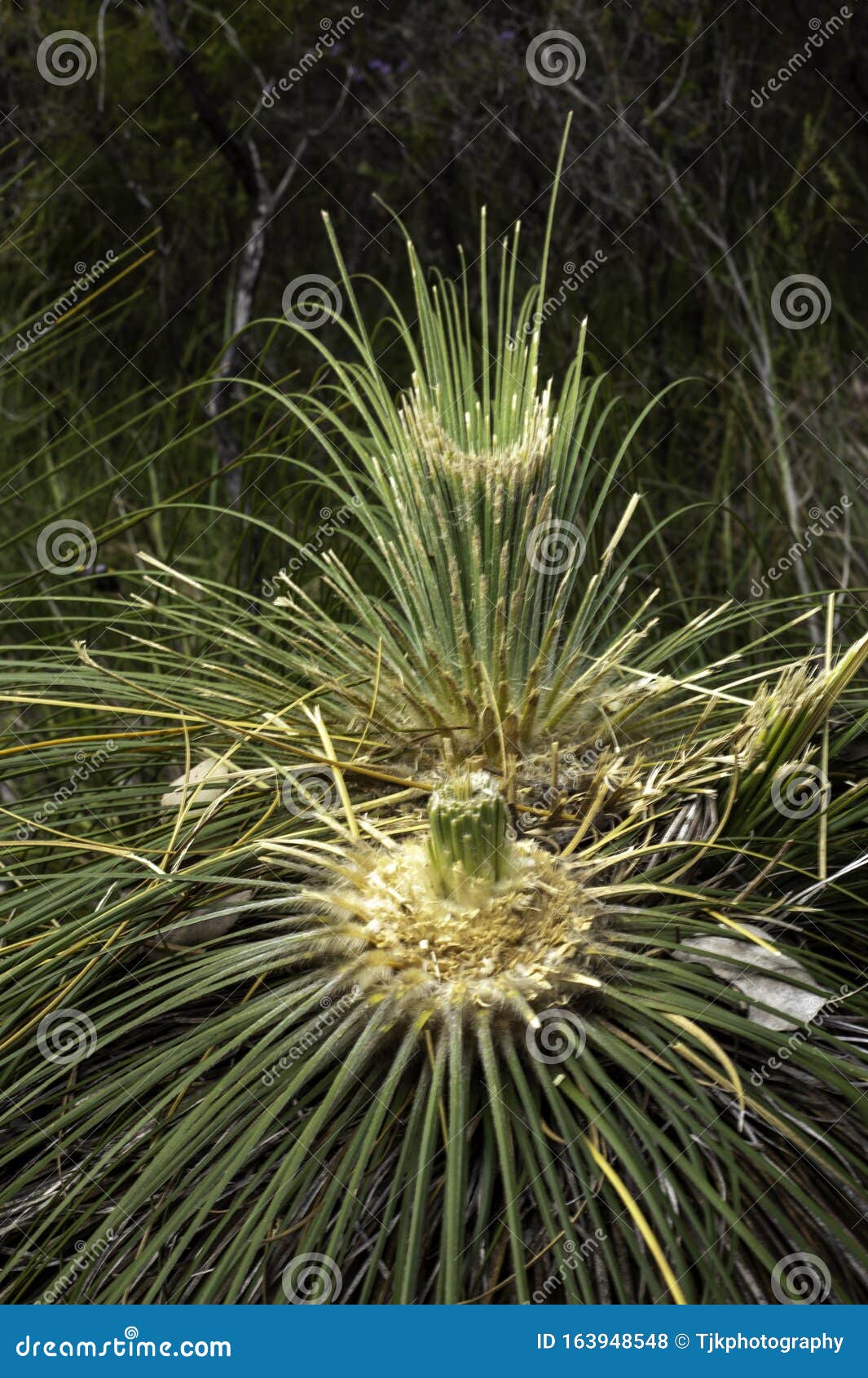 Grass Tree in Western Australia Stock Photo - Image of dandelion ...