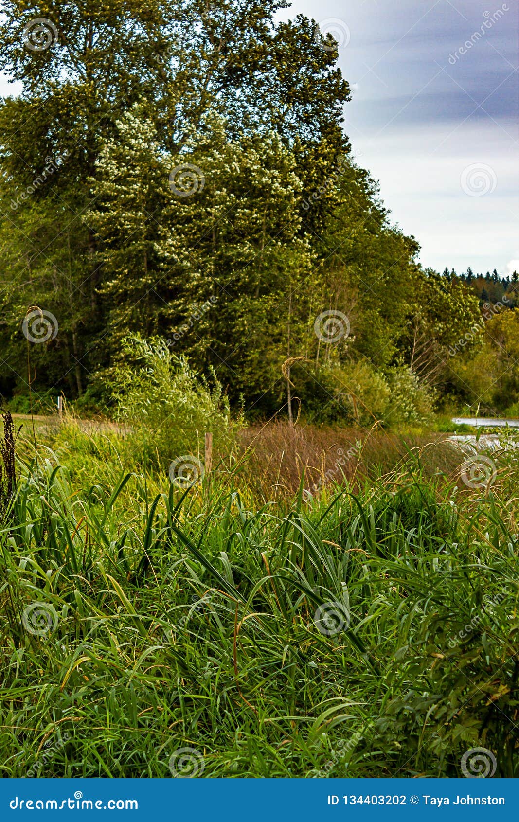 Grass and Trees Blowing in the Wind Stock Photo - Image of calm ...