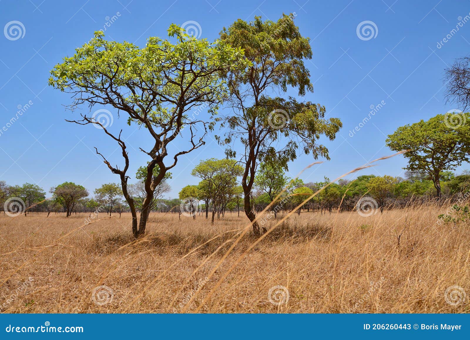 Grass and Trees in the Bush in Zambia Stock Image - Image of nature ...