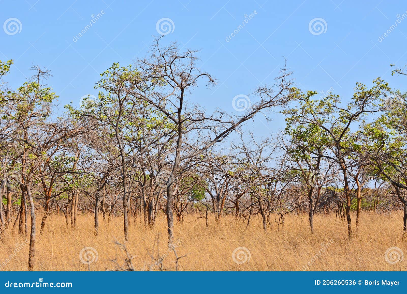 Grass and Trees in the Bush in Zambia Stock Photo - Image of kafue ...