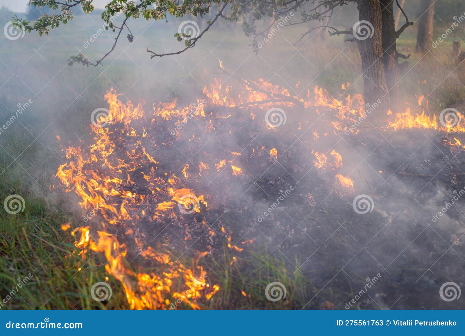 Grass and Trees on Fire, Smoke in the Air Stock Image - Image of damage ...