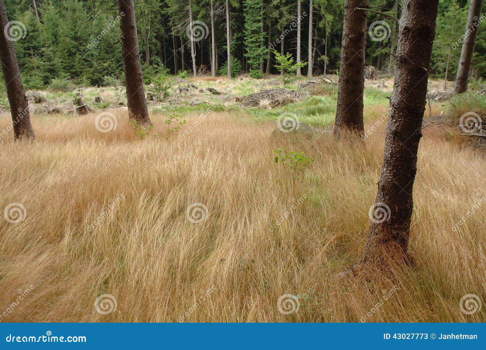 Grass and trees stock image. Image of plants, trunk, landscape - 43027773