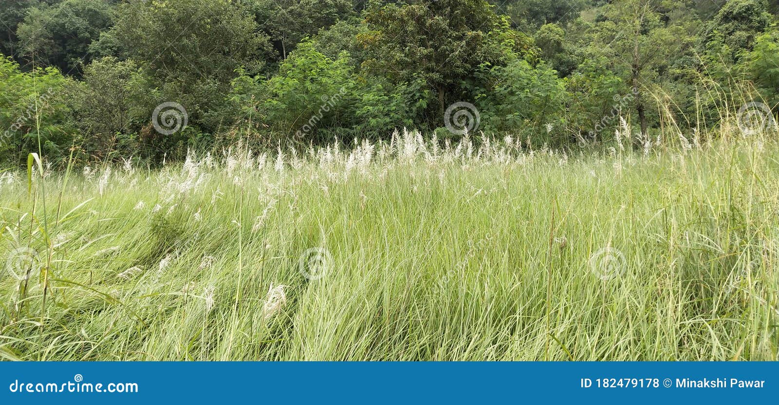 Grass and trees in forest stock photo. Image of field - 182479178