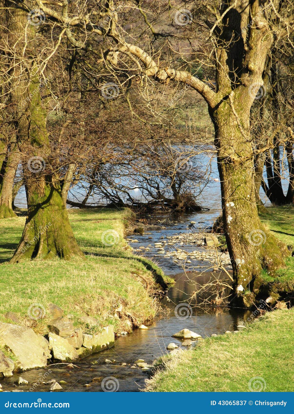 Grass and Trees beside a Small Stream Stock Image - Image of small ...