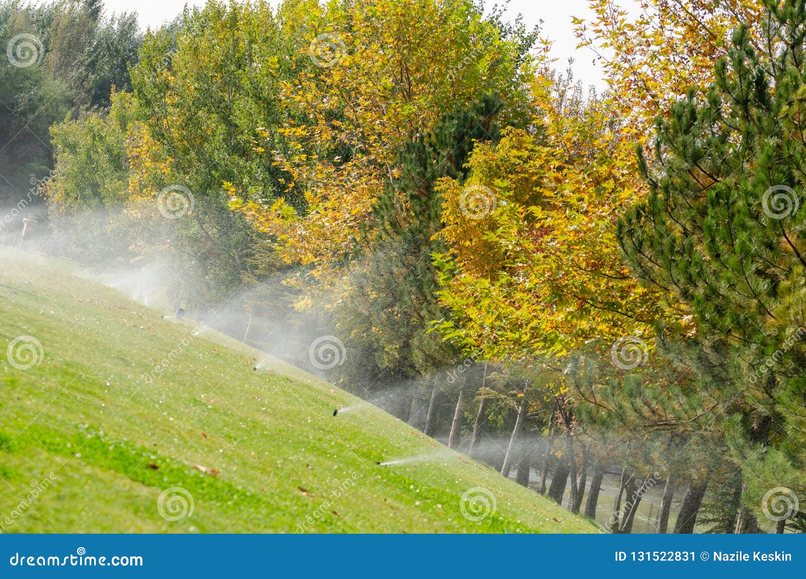 Grass and Trees are Watering with Sprinkler System in Autumn Stock ...