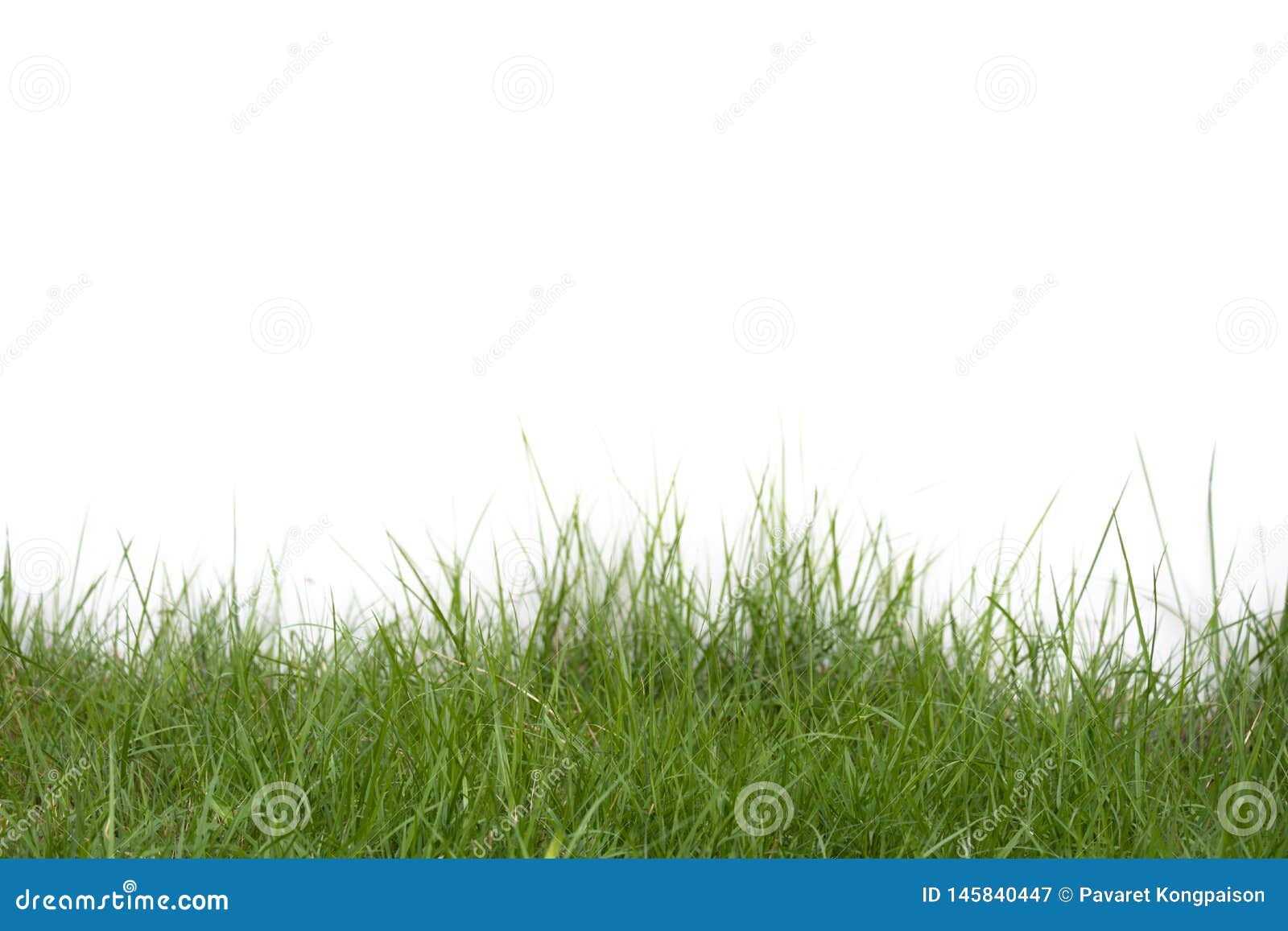 Grass Trees on a White Background Stock Image - Image of land, spring ...