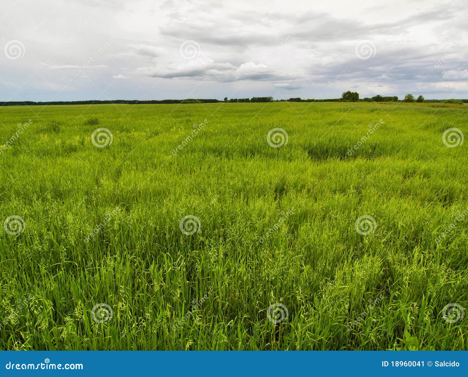 Grass and tress cloudy stock image. Image of field, poster - 18960041