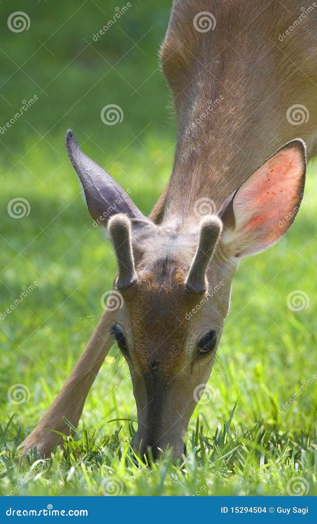 Grass trimmer stock photo. Image of mammal, animal, wild - 15294504