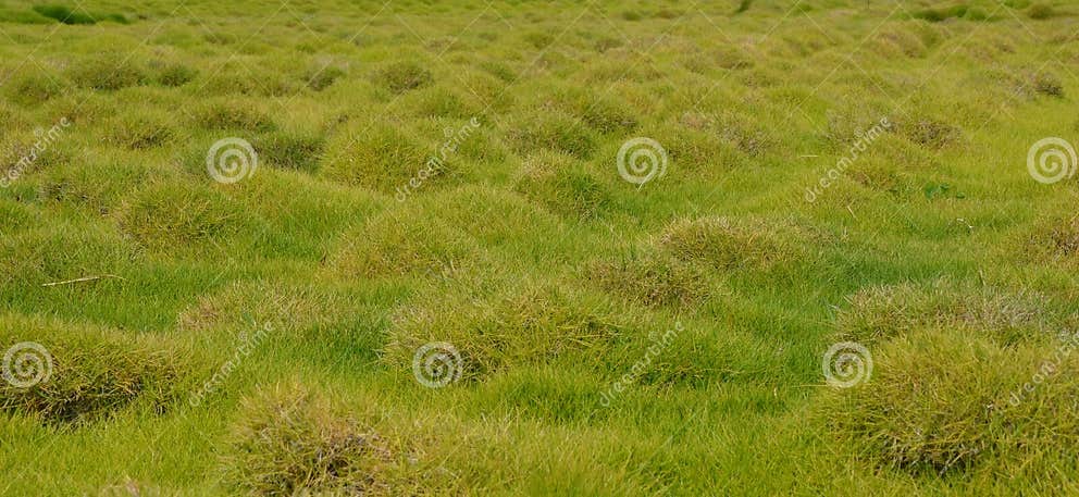 Grass tubers stock photo. Image of diagonal, green, landscape - 26791304