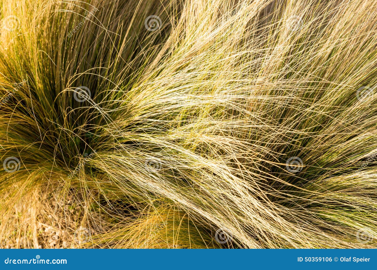 Grass tuft stock photo. Image of thin, nature, full, grassy - 50359106