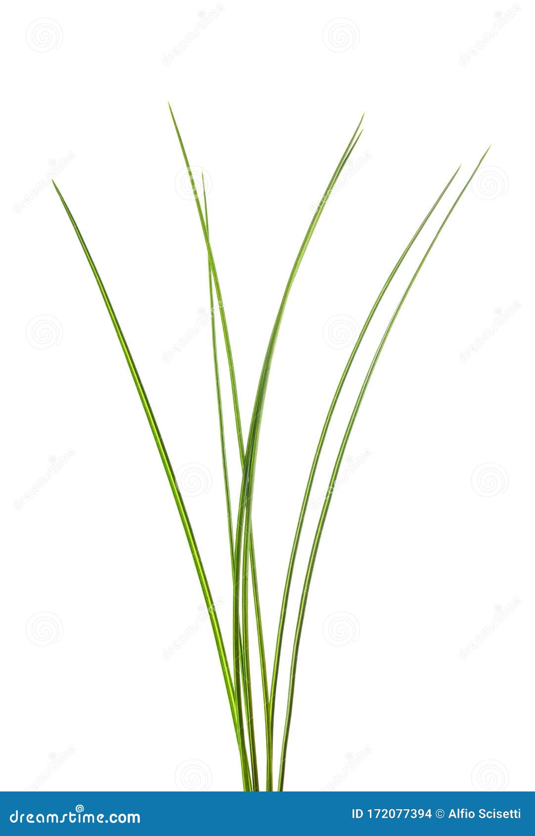 Grass tuft stock photo. Image of grassy, leaves, nature - 172077394