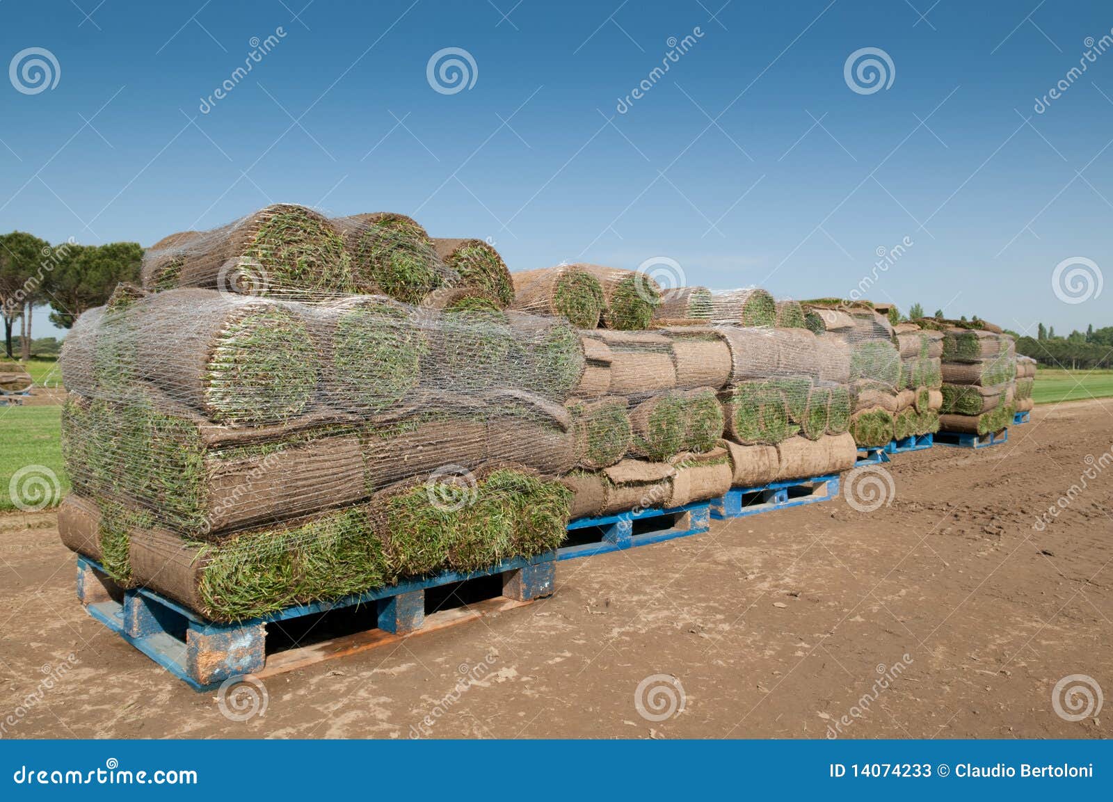 Grass turf stock image. Image of fresh, flora, environment - 14074233