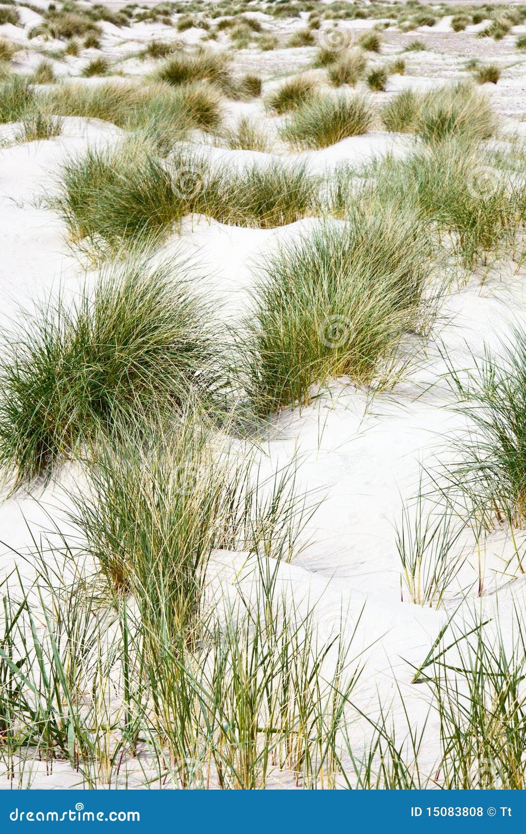 Grass turf stock photo. Image of beauty, land, plant - 15083808