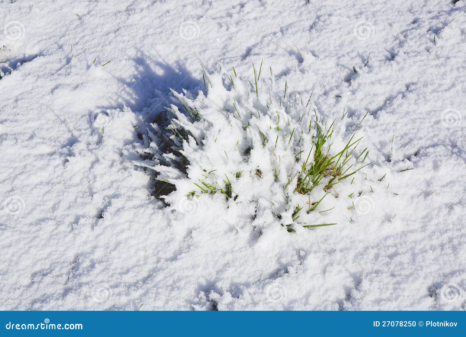 Grass under snow close up. stock photo. Image of macro - 27078250