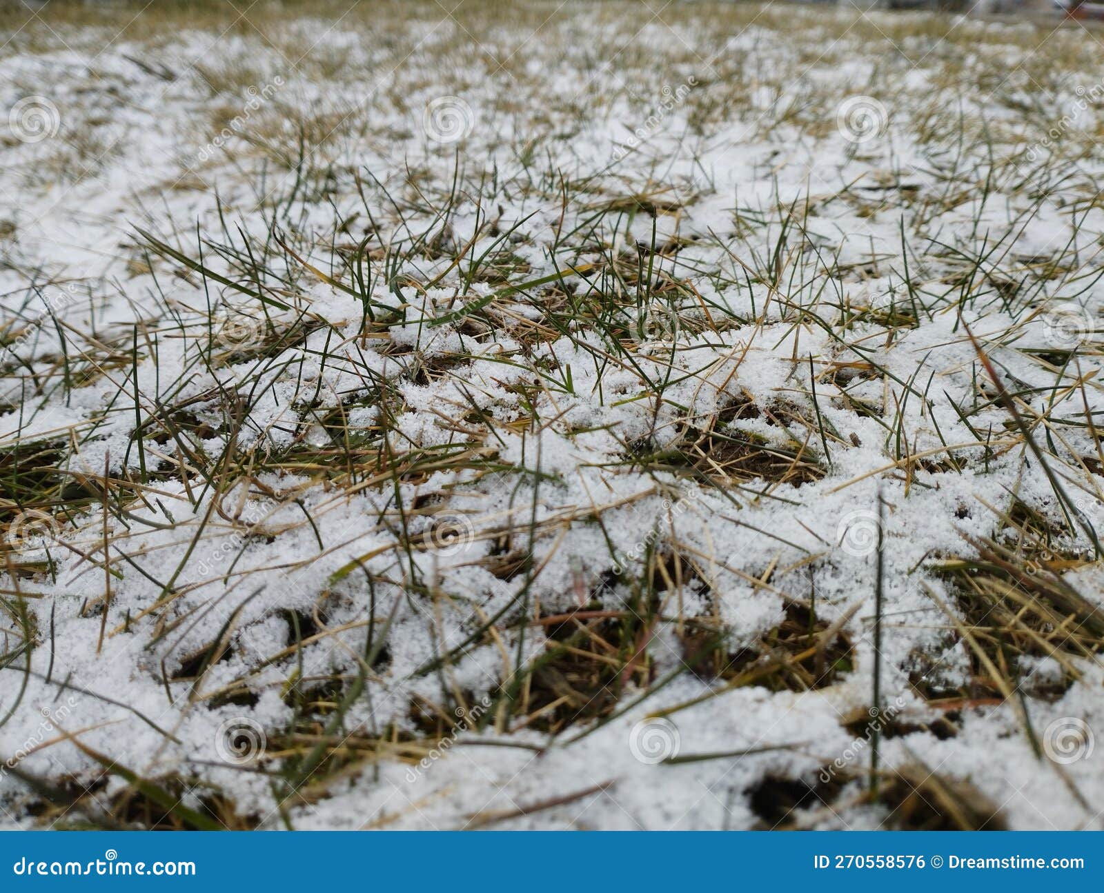 Grass under the snow stock photo. Image of nature, winter - 270558576