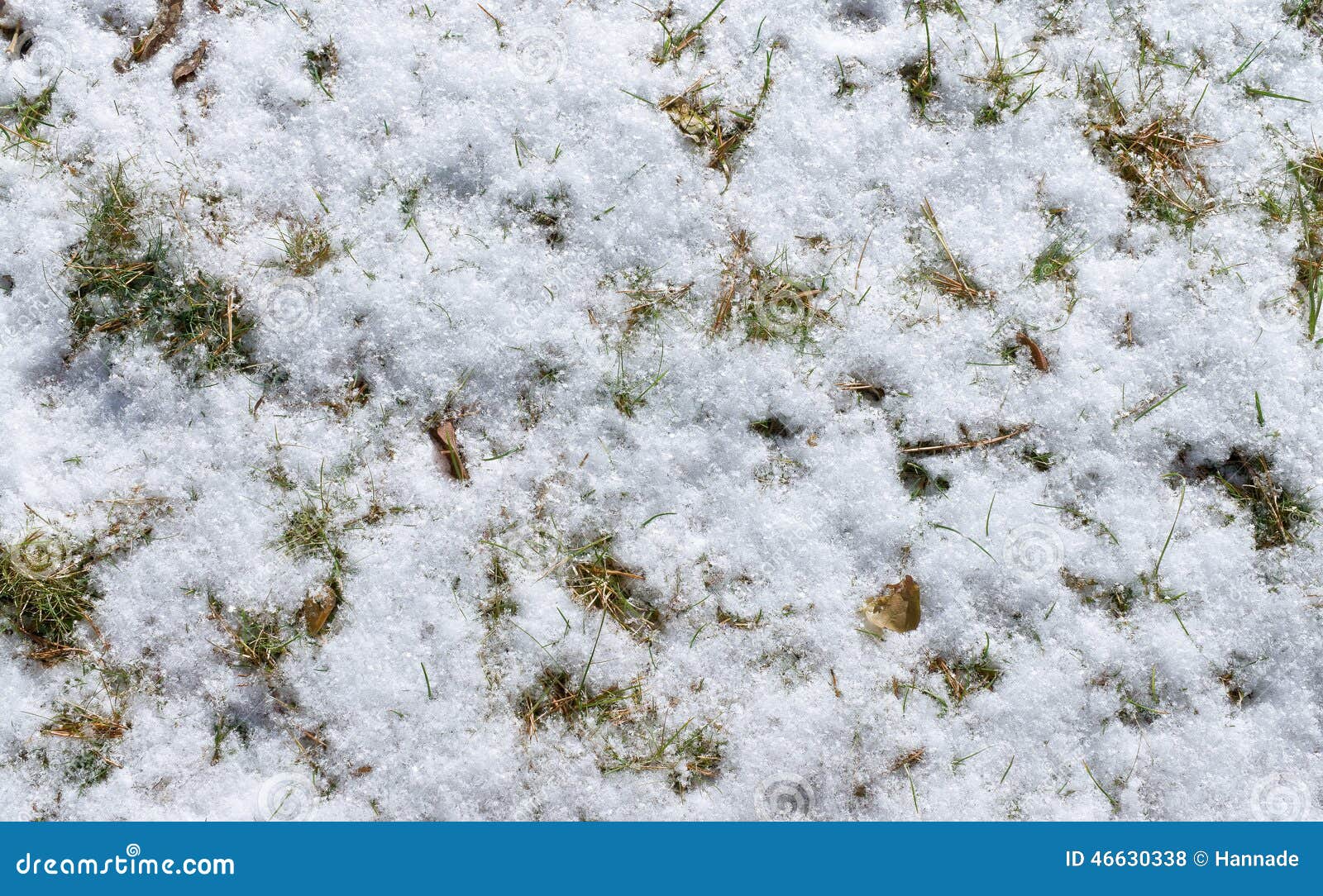 Grass under snow stock photo. Image of grass, frozen - 46630338