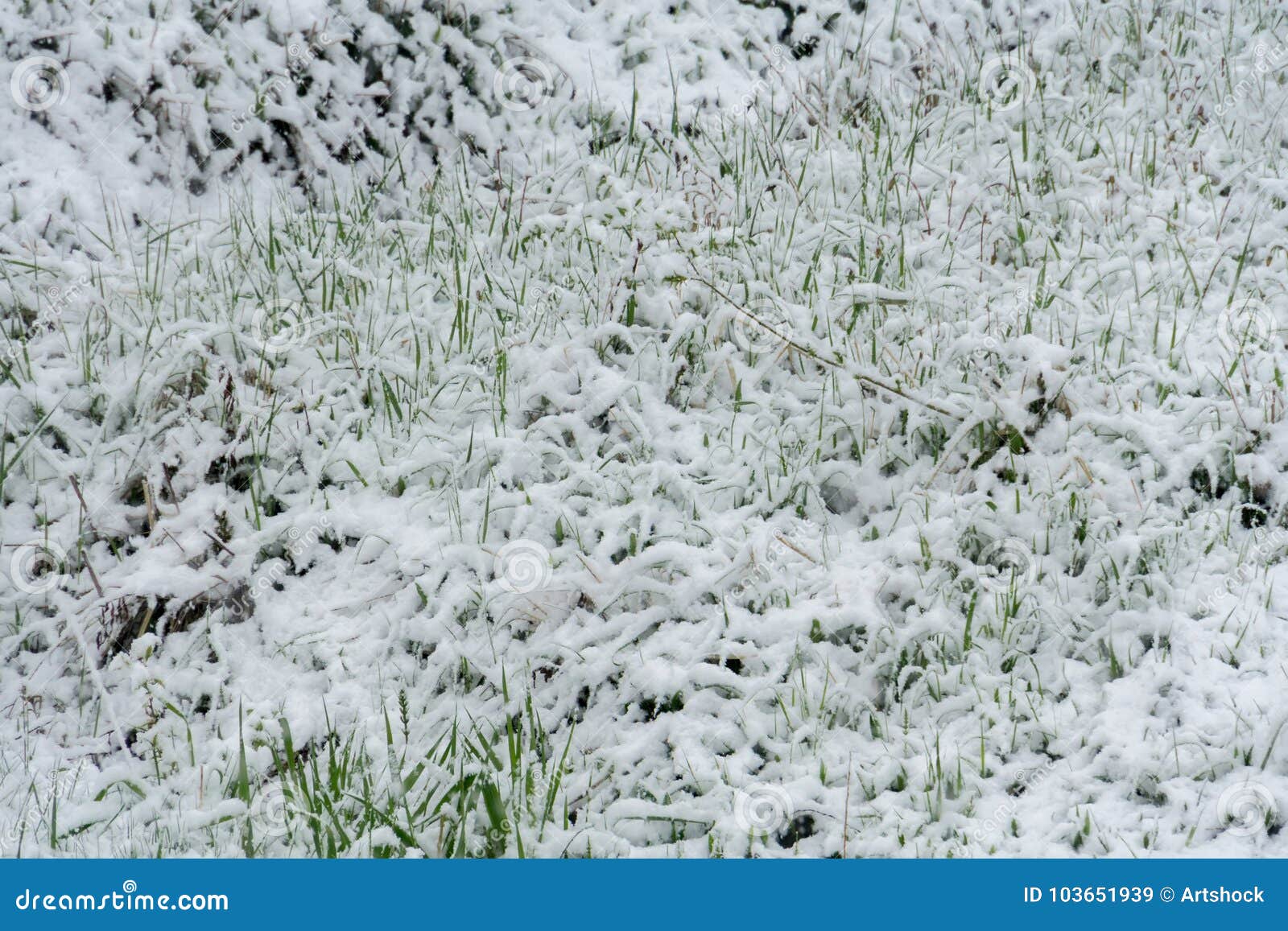 Grass Under Snow stock image. Image of snow, field, grass - 103651939