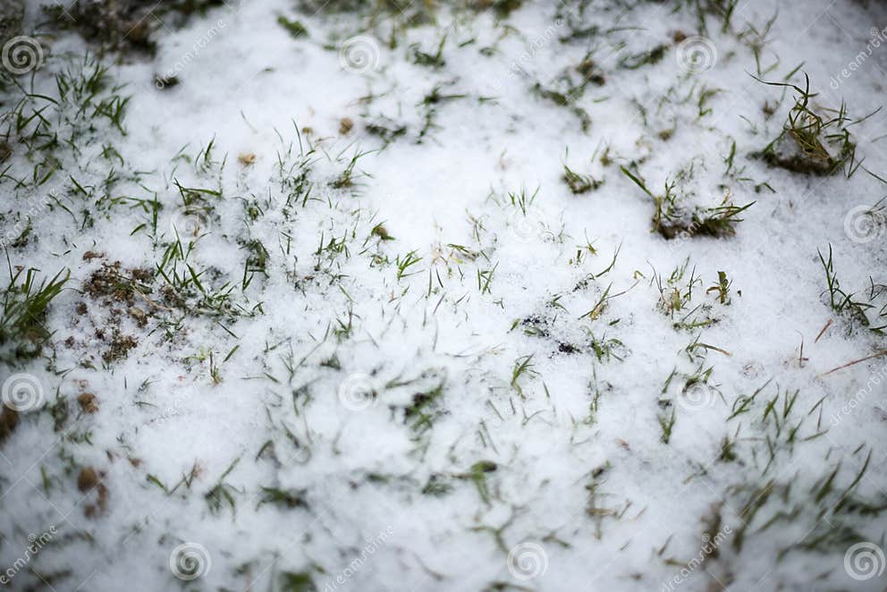 Grass under snow stock image. Image of cold, outside - 84237553
