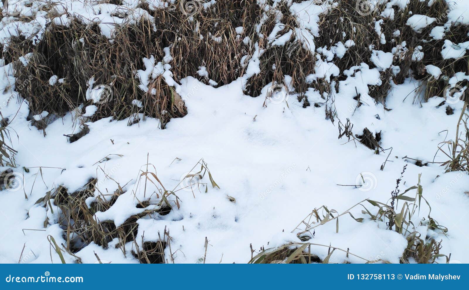 Grass under snow stock image. Image of snow, landscape - 132758113