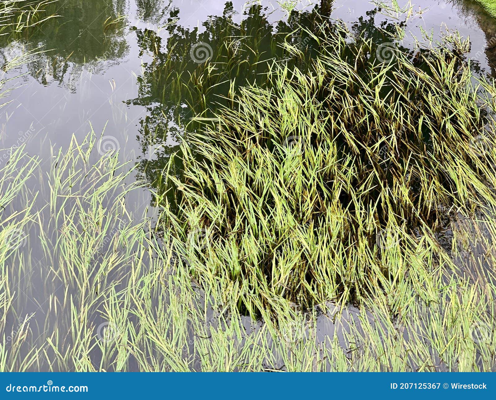 Grass Under Water in a Lake Stock Image - Image of lake, reflection ...