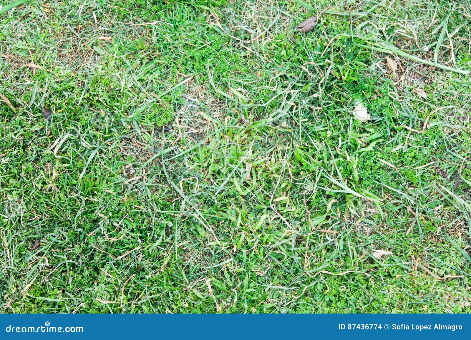 Grass Underground Nature Surface Stock Photo - Image of natural, detail ...