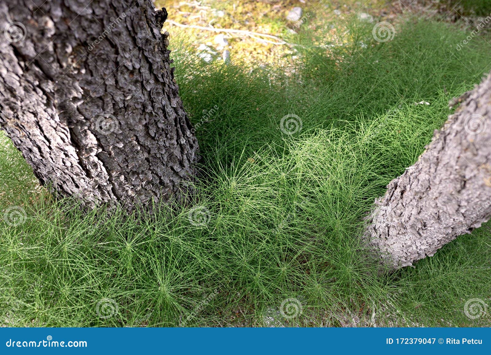 Unusual High Grass stock image. Image of green, majestic - 172379047