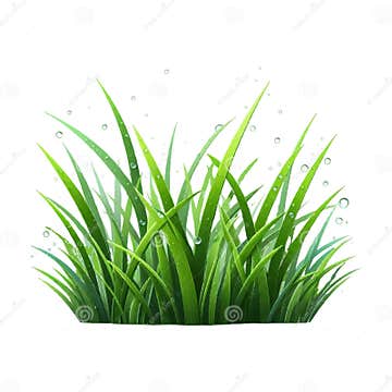 Grass Vector with Water Drop Stock Vector - Illustration of graphic ...