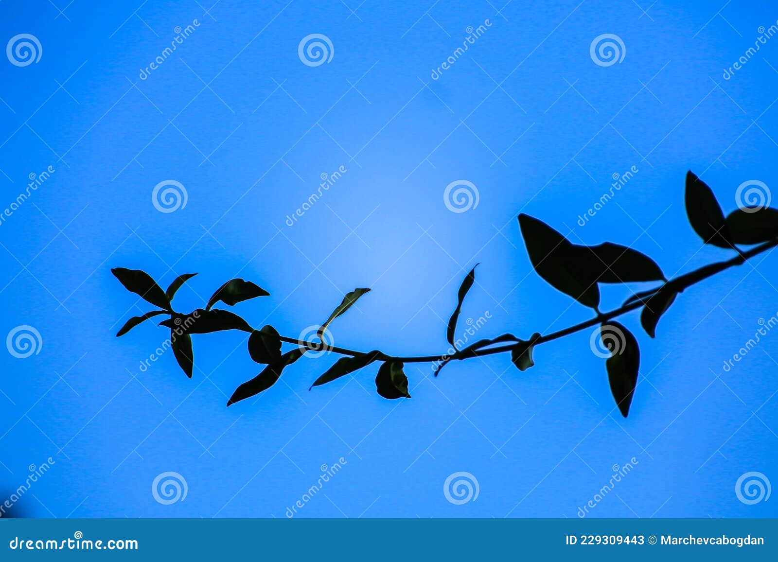Grass and Vegetation on Blue Background Stock Image - Image of pattern ...