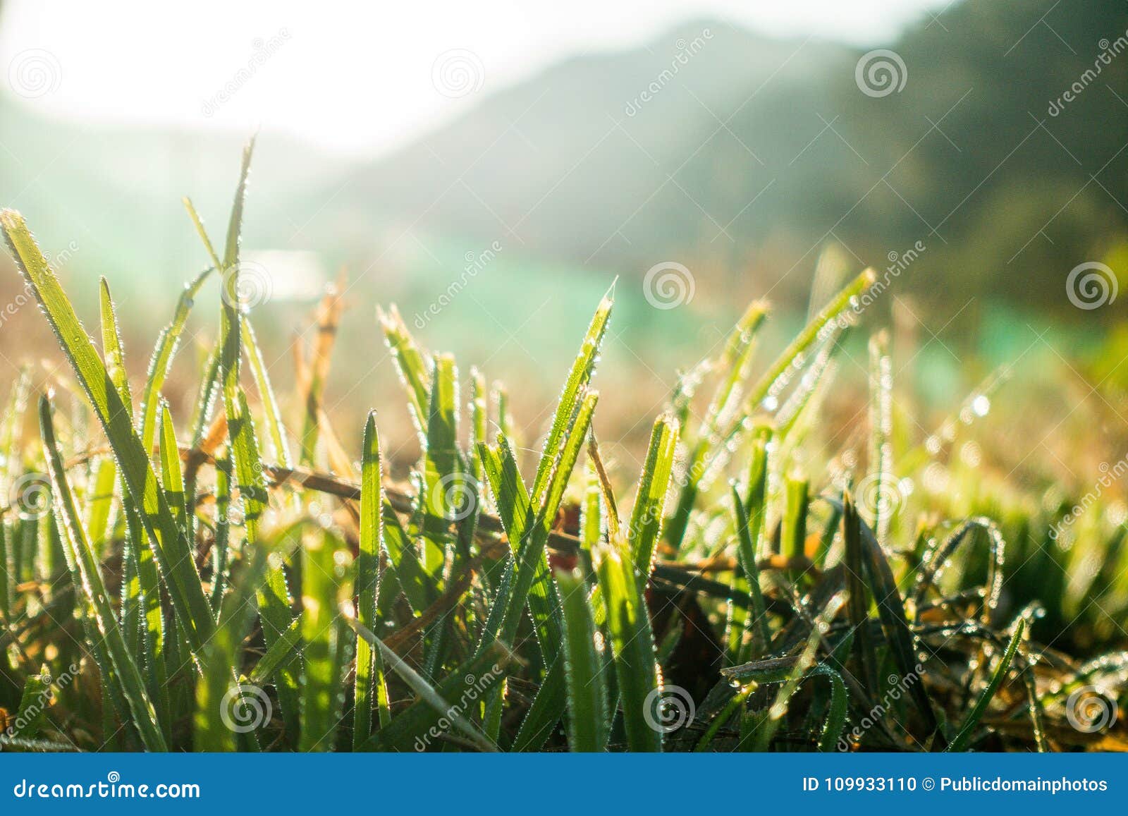 Grass, Vegetation, Moisture, Grass Family Picture. Image: 109933110