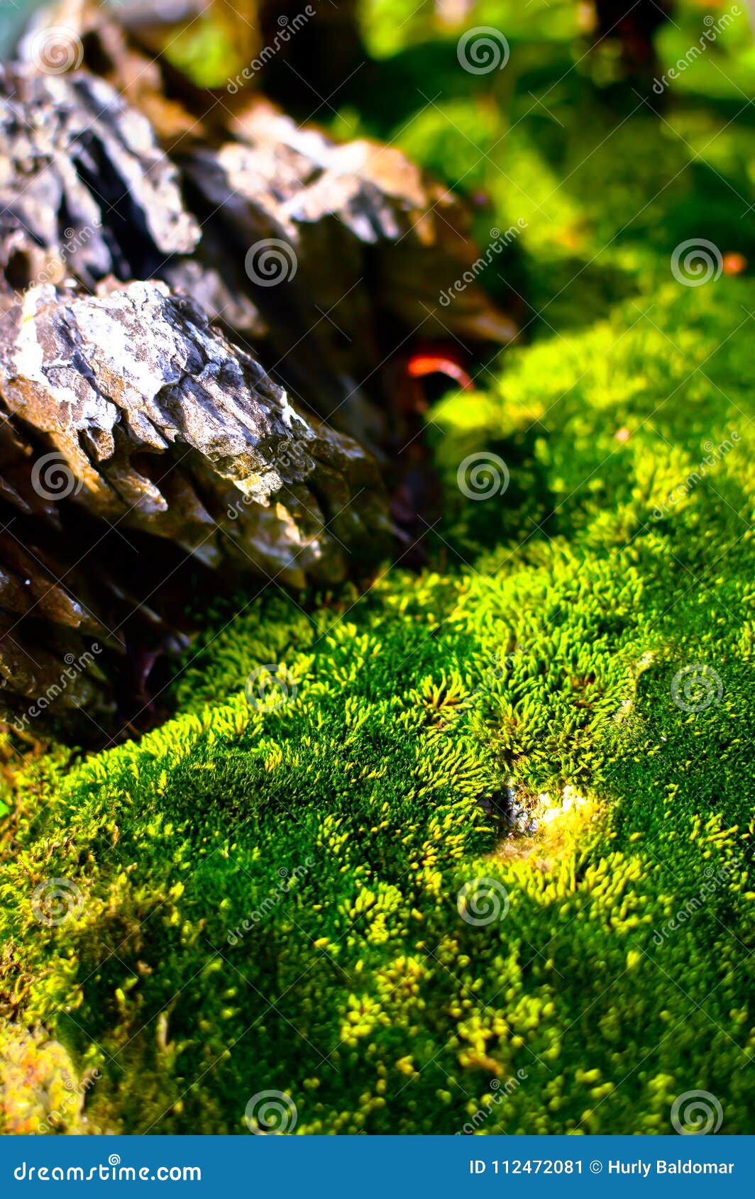 Grass Vegetation on the Tree Bark Stock Image - Image of beautiful ...