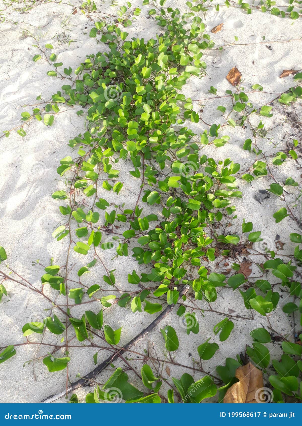 Grass veins at beach stock image. Image of spring, leaf - 199568617