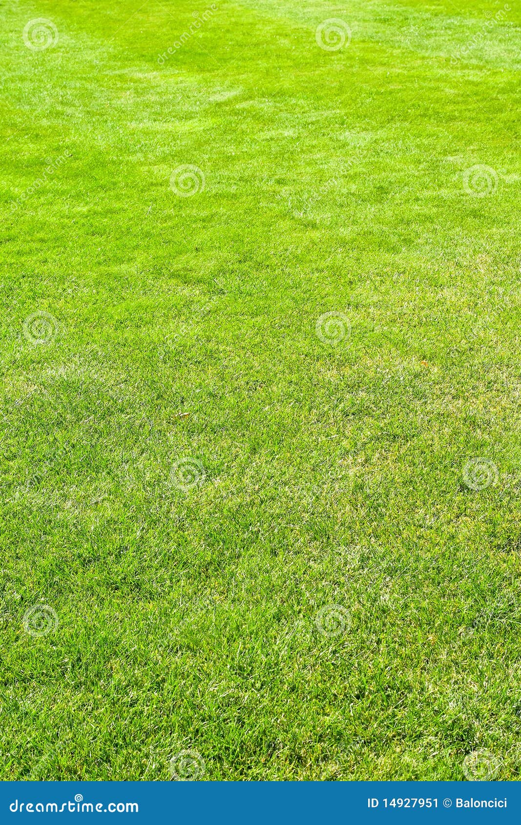Grass vertical stock image. Image of grassland, field - 14927951