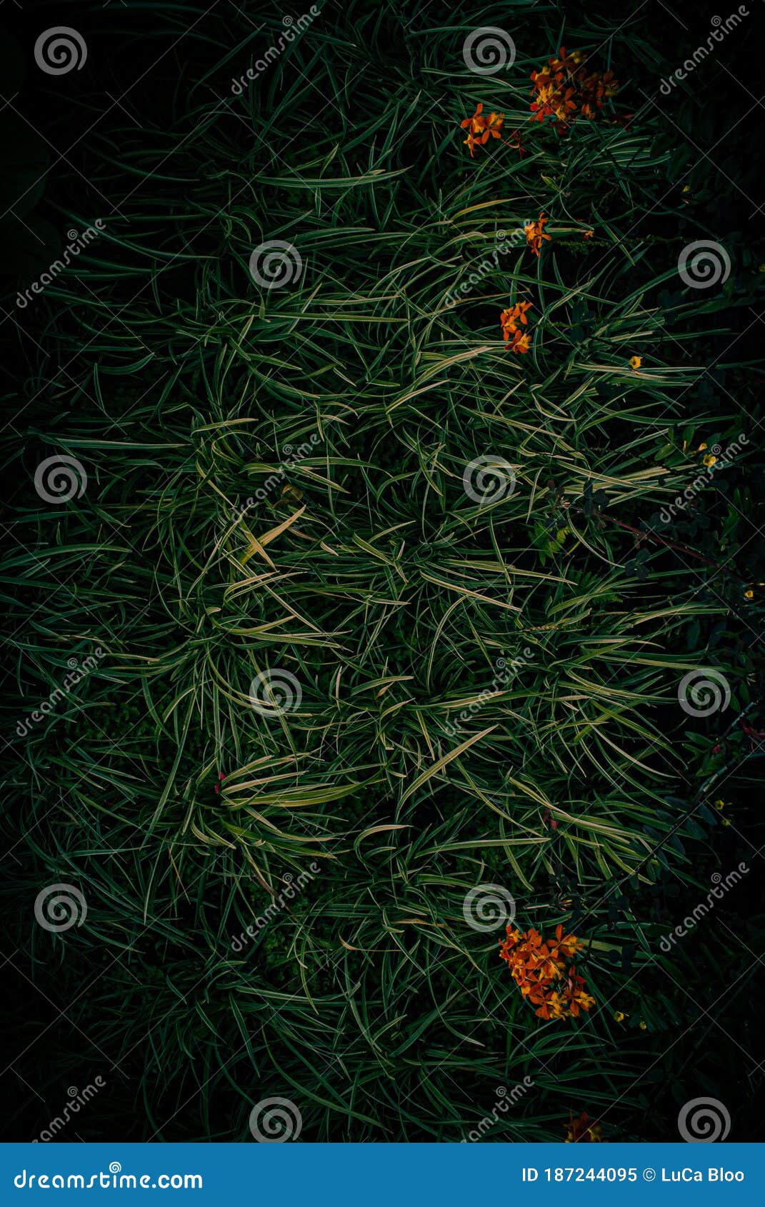 Grass vertical and orange stock image. Image of circle - 187244095