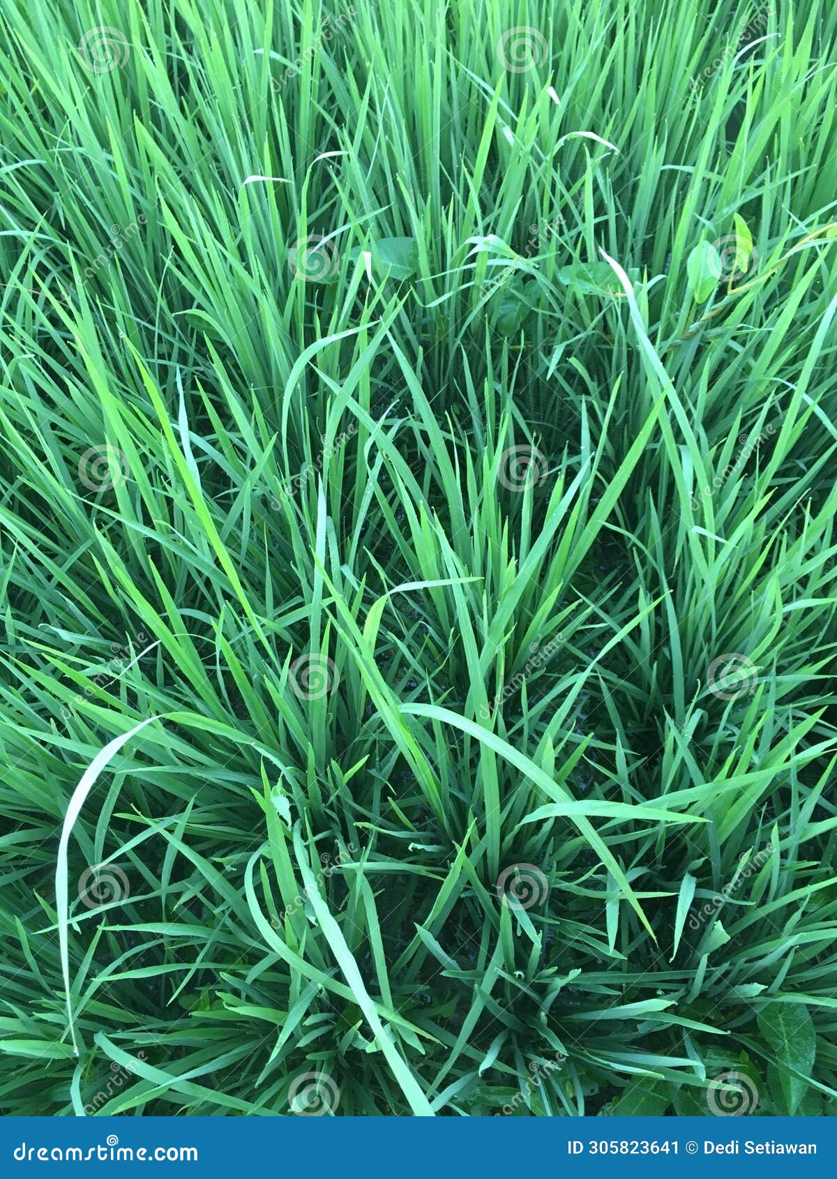 Very green grass stock image. Image of green, background - 305823641