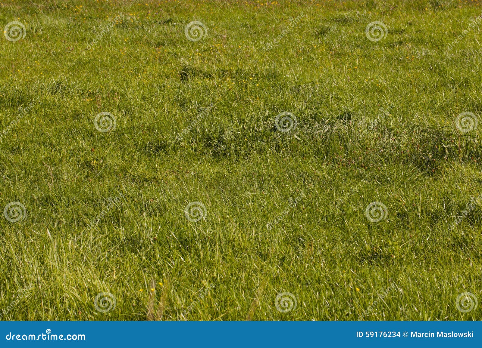 Grass stock photo. Image of macro, vitality, lawn, plant - 59176234