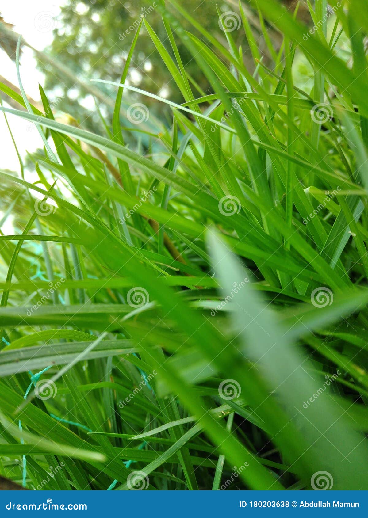 The grass view stock photo. Image of meadow, lawn, prairie - 180203638