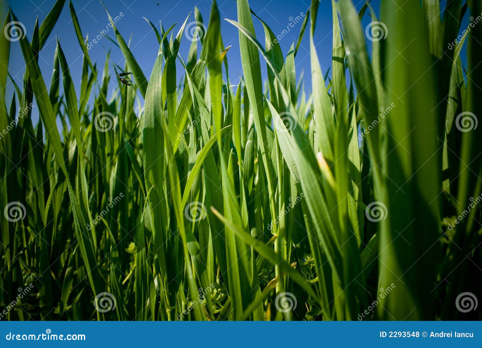 Grass View stock photo. Image of detail, green, turf, weed - 2293548
