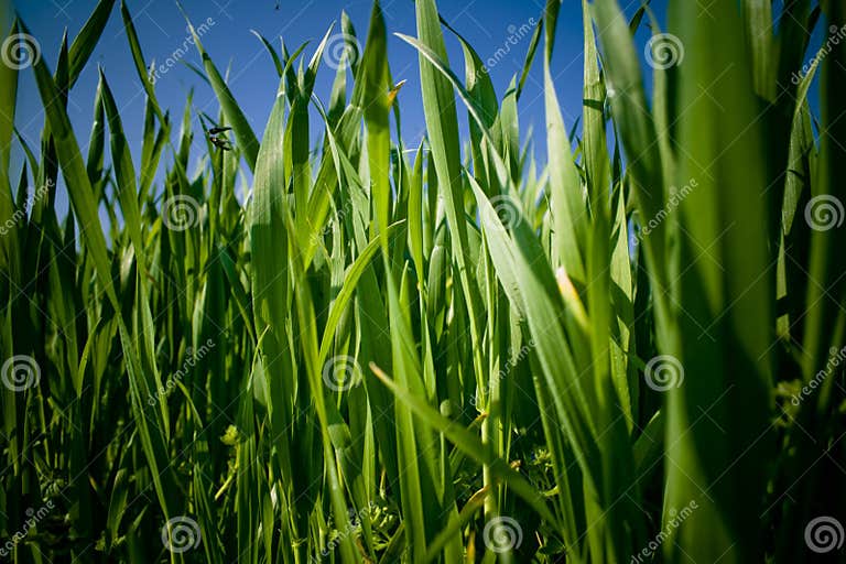 Grass View stock photo. Image of detail, green, turf, weed - 2293548
