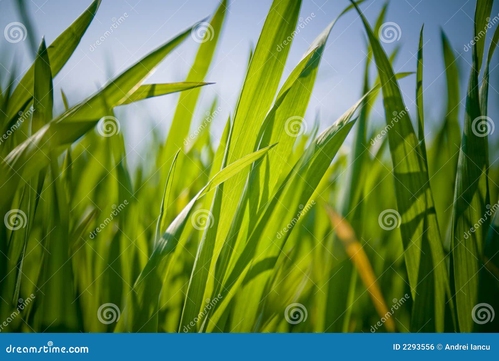 Grass View stock photo. Image of blade, stem, close, view - 2293556