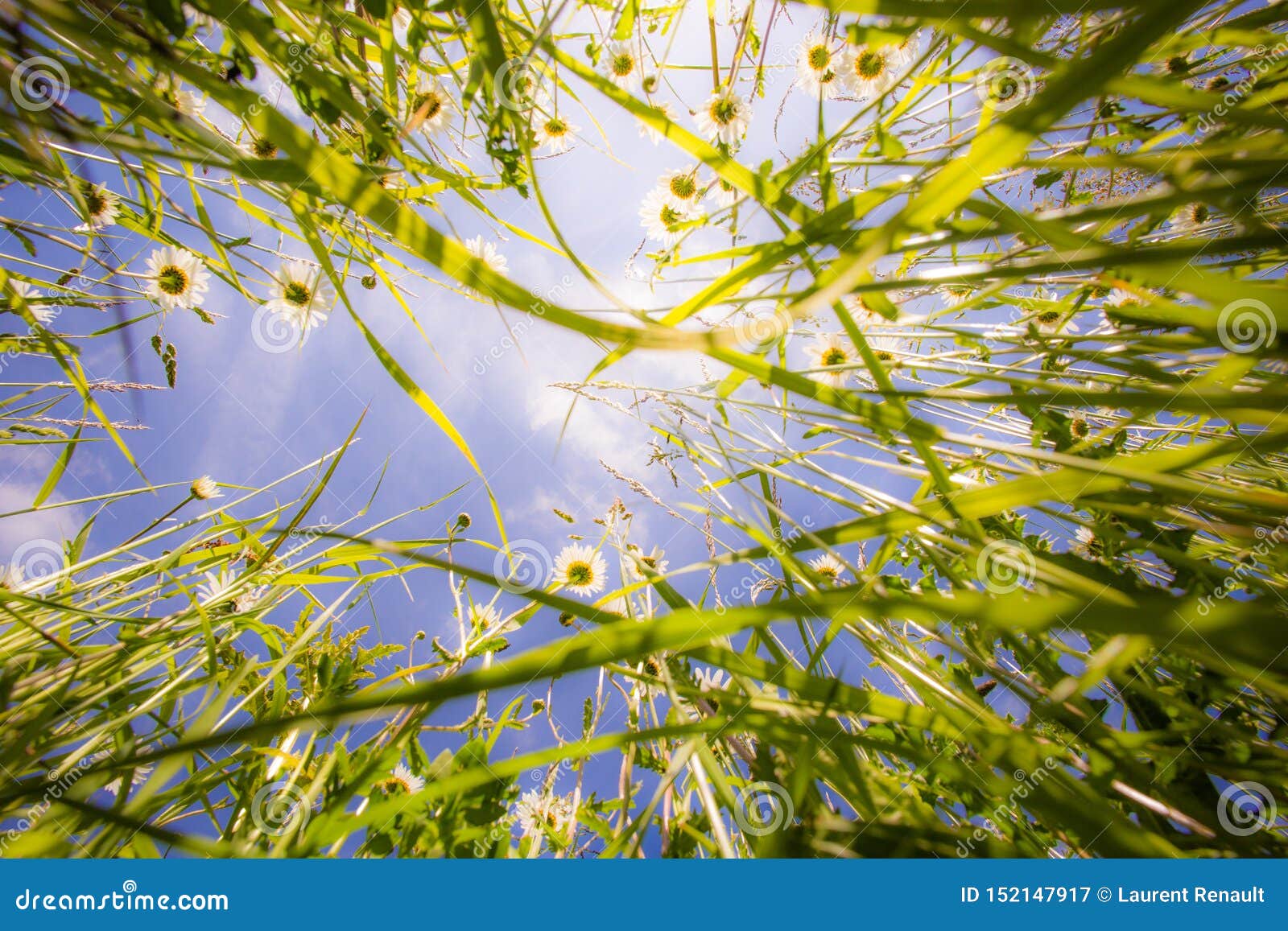 Grass View From Below Stock Image Image Of Prairie 152147917