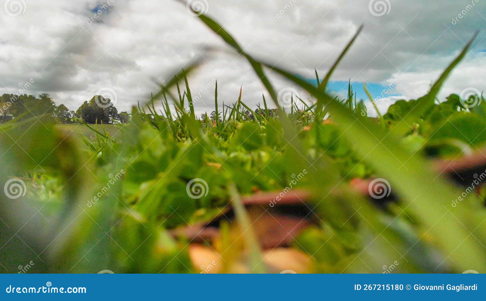 Grass View from Ground Level Stock Photo - Image of ground, plant ...