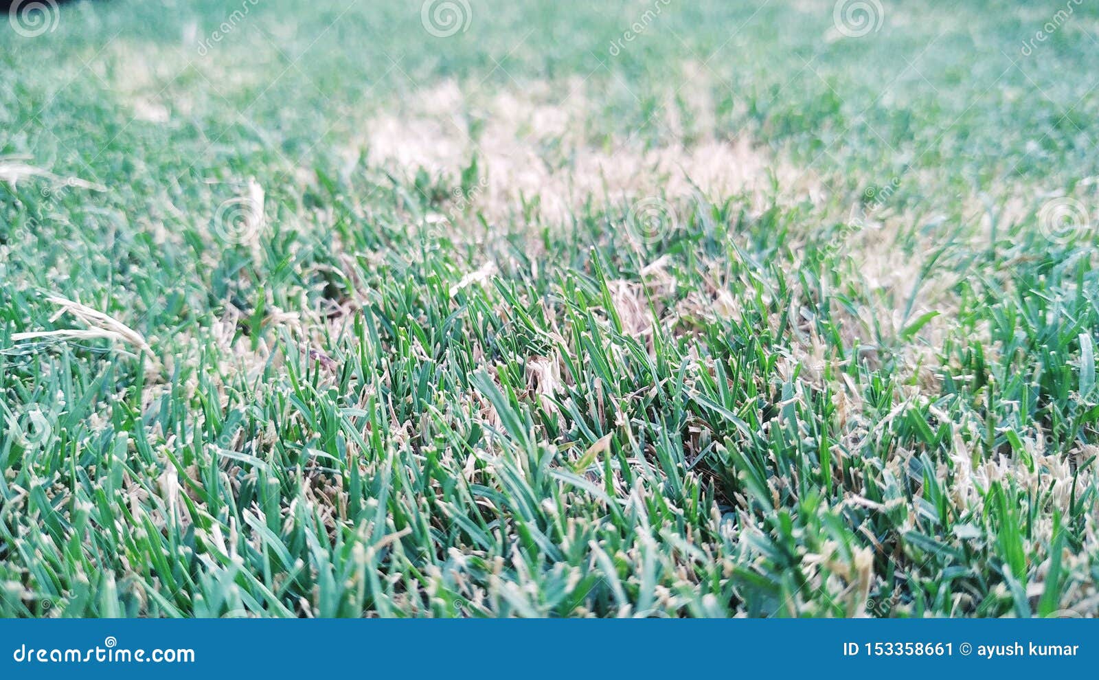 Grass View with High Resolution and Best Colour Stock Image - Image of ...