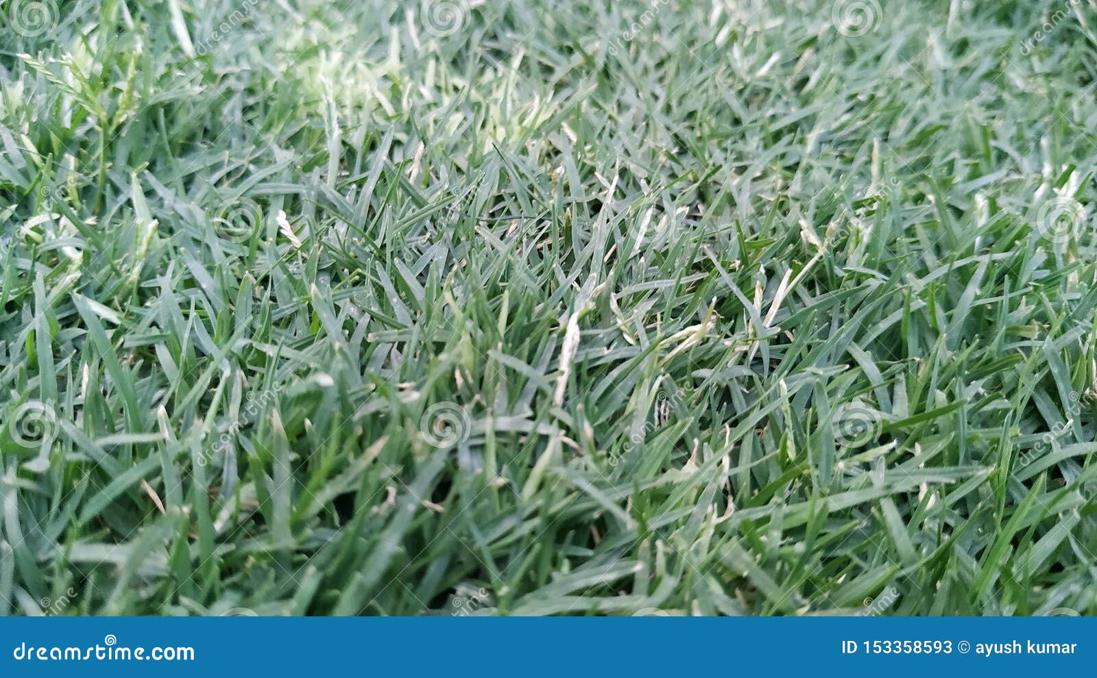 Grass View from Very High Resolution Stock Image - Image of view, grass ...