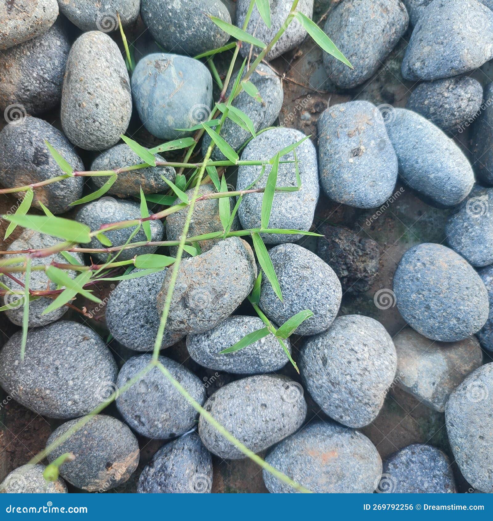 Grass vines over the rocks stock photo. Image of rock - 269792256
