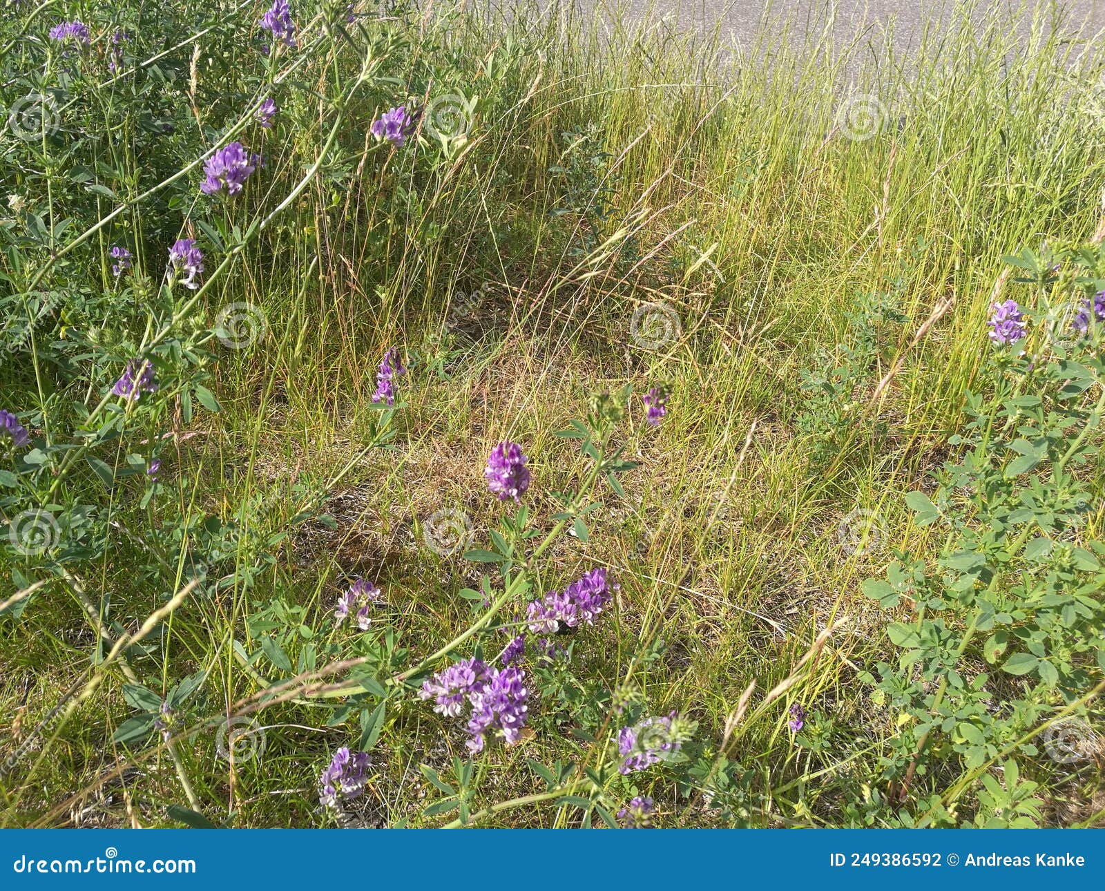 Grass with violet flowers stock photo. Image of flowers - 249386592